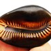 Beautiful Large Humpback Cowrie Shell (cypraea Mauritiana) 2.5" - 3 ...