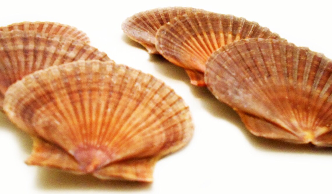 100 Mexican Flat Scallop Shells Seashells Large 3" Crafts Coastal Beach ...