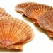 12 Mexican Flat Scallop Shells Seashells Large 3" Crafts Coastal Beach ...