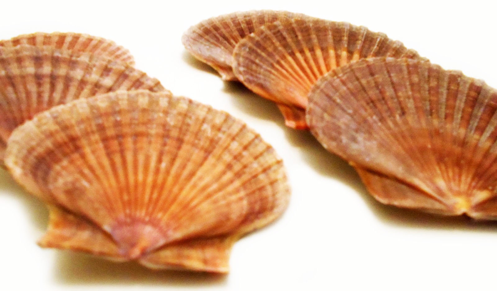 100 Mexican Flat Scallop Shells Seashells Large 3" Crafts Coastal Beach ...
