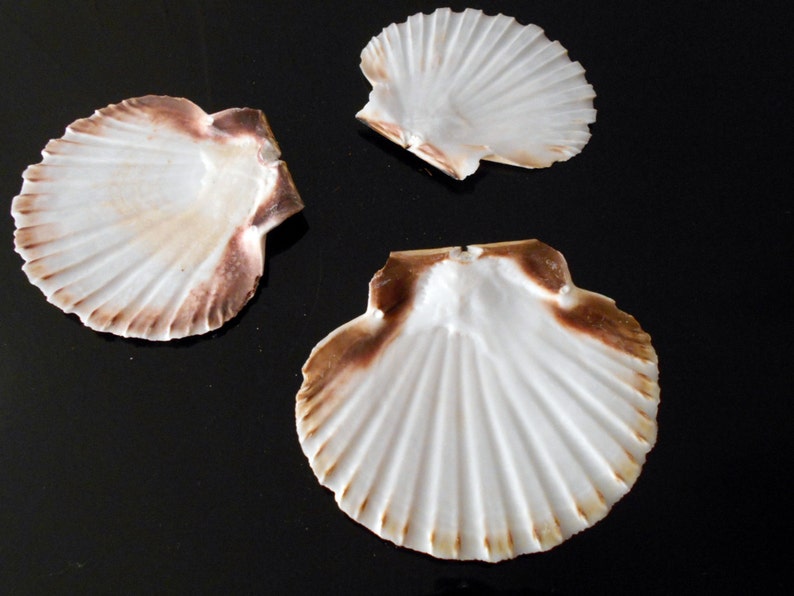 Set of 3 Large Irish Flat Scallops Shells Seashells 4 | Etsy