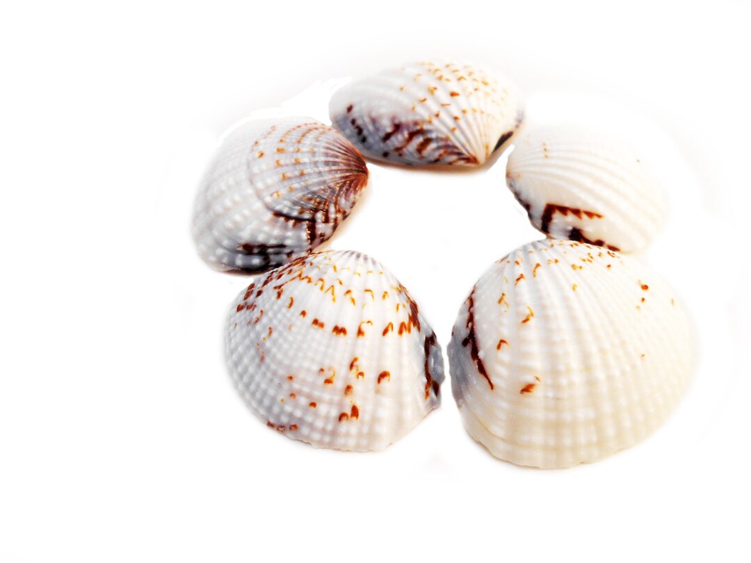 2 Lbs (200+) Black and White Clam Shells (3/4-1 1/2") Seashells Beach ...