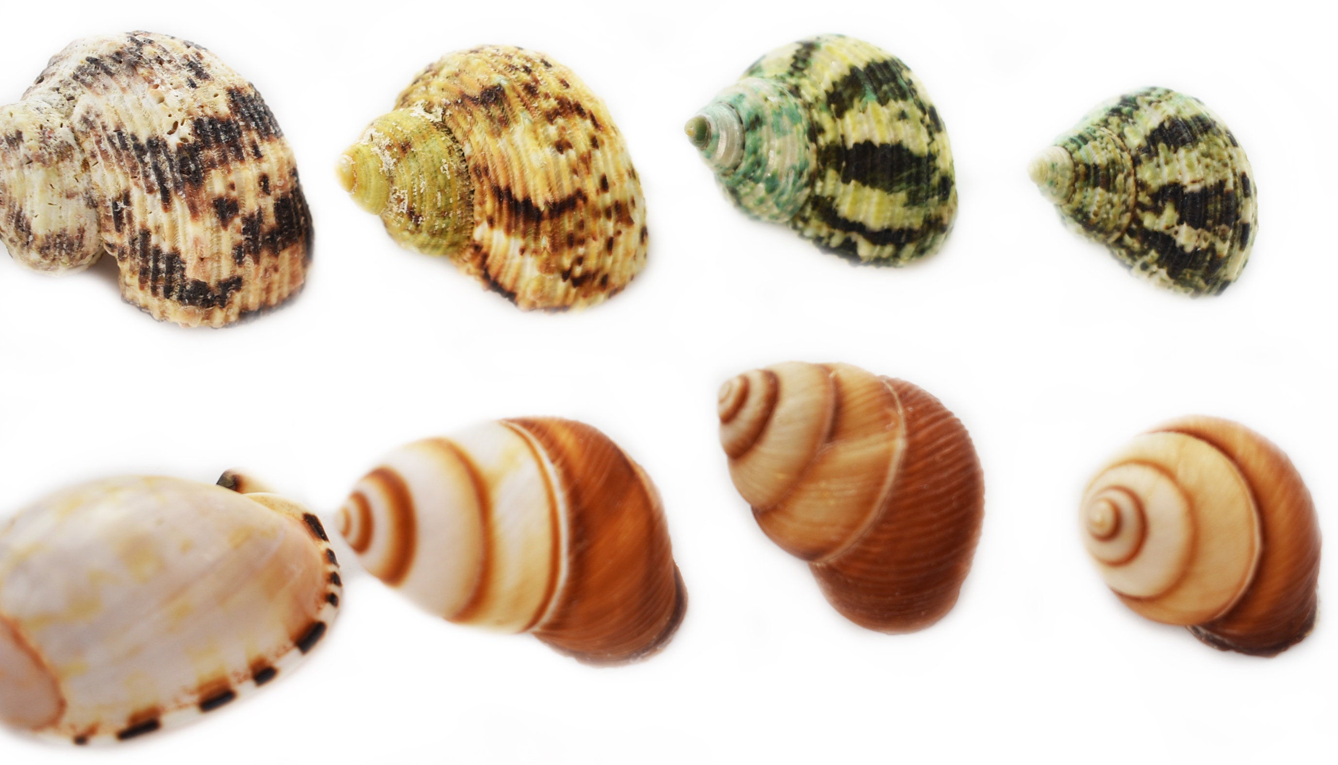 35 Shell Hermit Crab Set Assorted for Small Hermit Crabs (1/4-1 1/4 ...