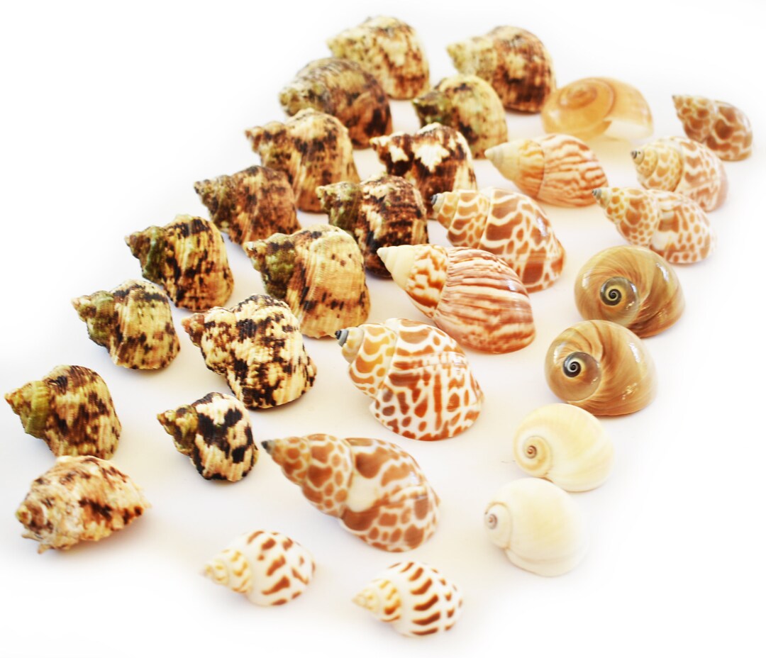 30 Hermit Crab Changing Shell Set Medium Size Select Turbo / Land Snail ...