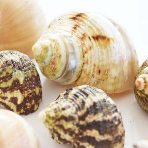 15 Hermit Crab Shells Assorted Natural Seashells SMALL to Medium ...