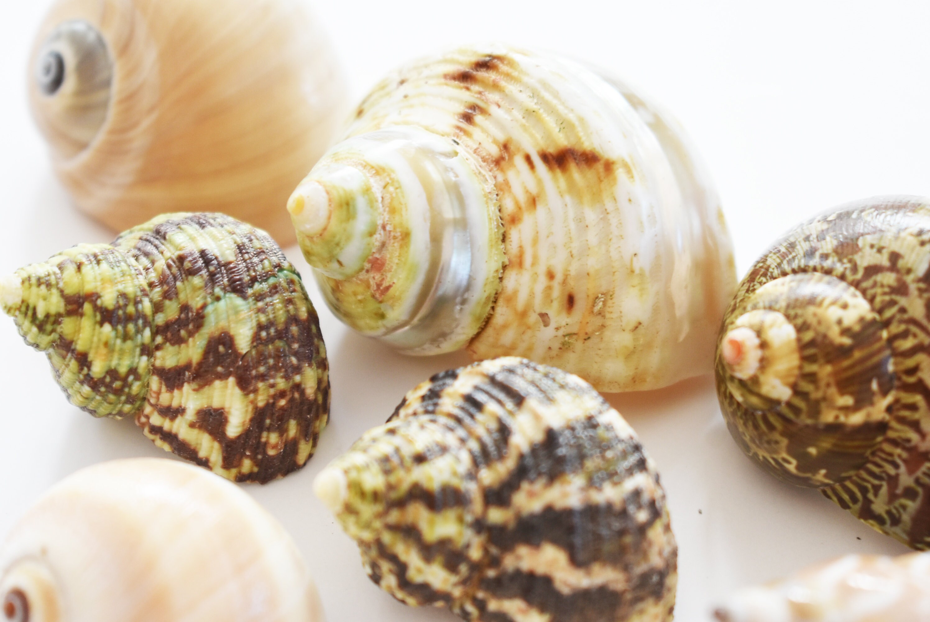 15 Hermit Crab Shells Assorted Natural Seashells SMALL to | Etsy