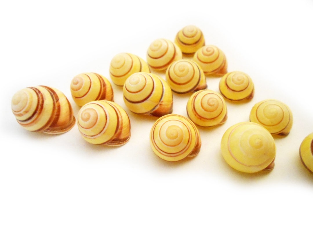 12 Striped Yellow Land Snail Shells Seashells Sea Shell (3/4" - 1 ...