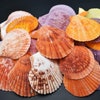 100 Mexican Flat Scallop Shells Seashells Large 3" Crafts Coastal Beach ...