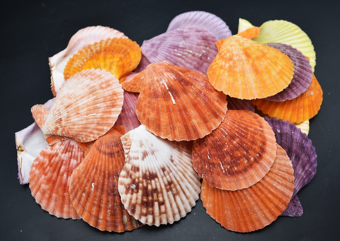 Set of 100 Noble Pecten Shells (singles) Coastal Arts and Crafts ...
