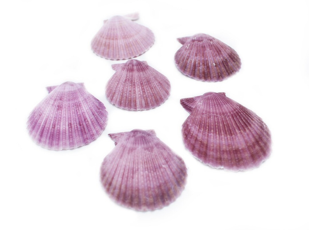 Set of 6 Deep Purple Pecten Shells (2-3") Coastal Arts and Crafts ...