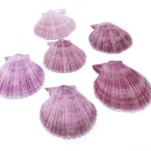 Set of 6 Deep Purple Pecten Shells (2-3") Coastal Arts and Crafts ...