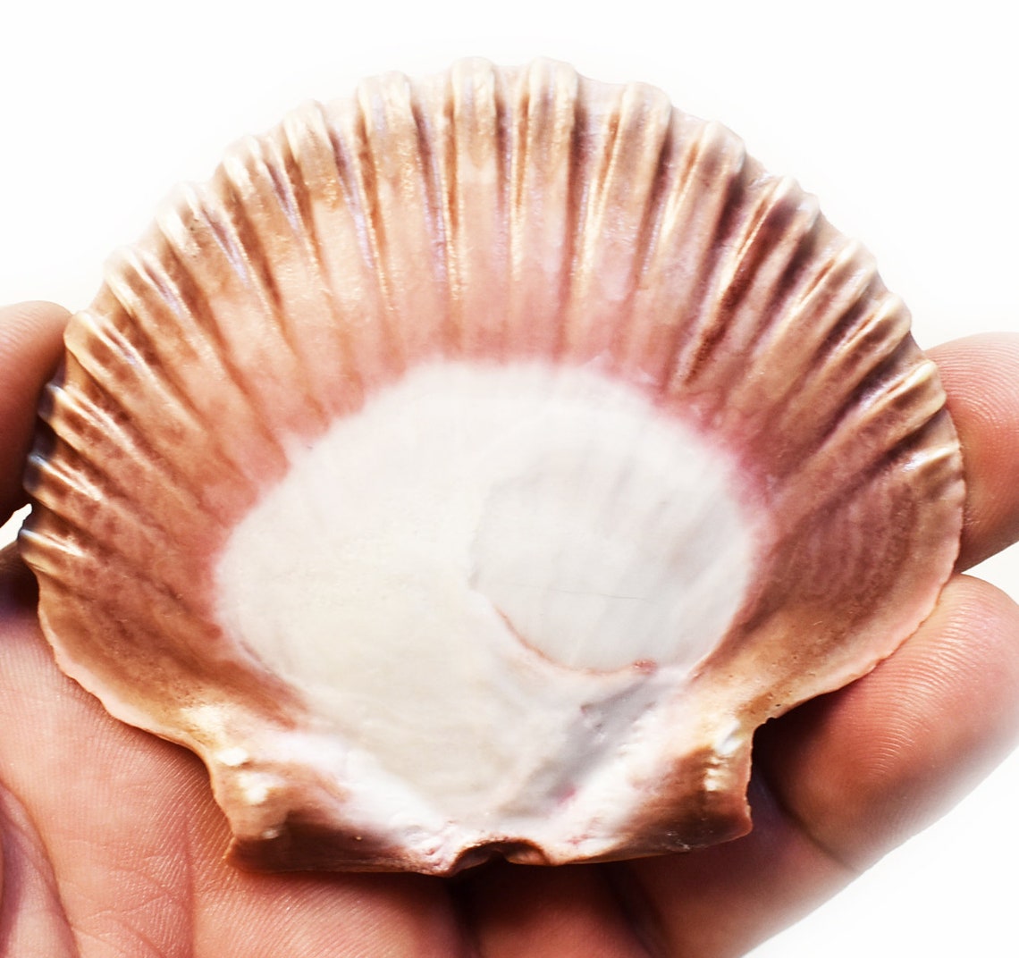 12 Mexican Flat Scallop Shells Seashells Large 3" Crafts Coastal Beach ...