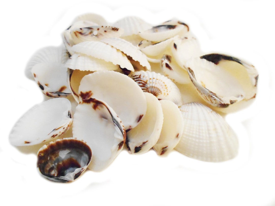Sampler of 25 Black & White Clam Shells (3/4-1 1/2") Seashells Beach ...