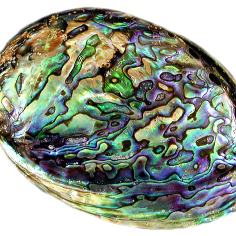 Blue Abalone Shell - Etsy