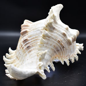 Giant Murex Ramosus Shell (8.5" X 6" X 5.5") Collectors Seashell One of ...