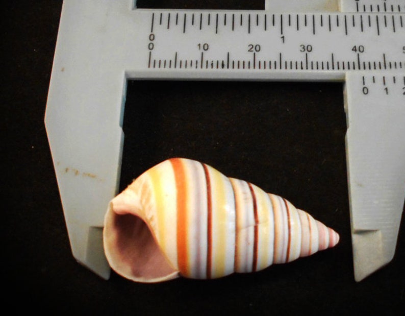 50 Real Haitian Tree Snail Shells striped Candy Snail - Etsy