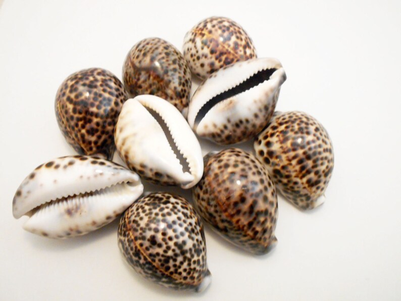 6 Large Tiger Cowrie Shells cypraea Tigris 3 Beach - Etsy