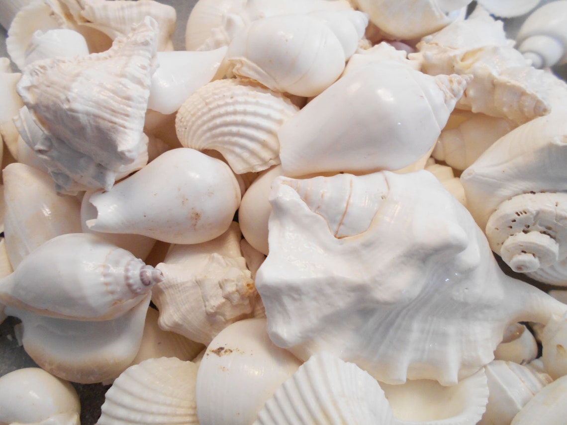 4 Lbs of Large White Seashells gallon / 100 Pcs Vase - Etsy