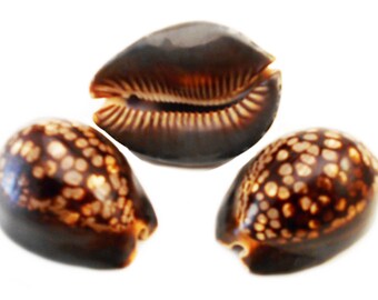 Cypraea Staphylaea Limacina Cowry Shell 25/29mm. 1 - Etsy
