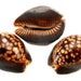 Set of 2 Beautiful Large Humpback Cowrie Shells cypraea Mauritiana 2.5 ...