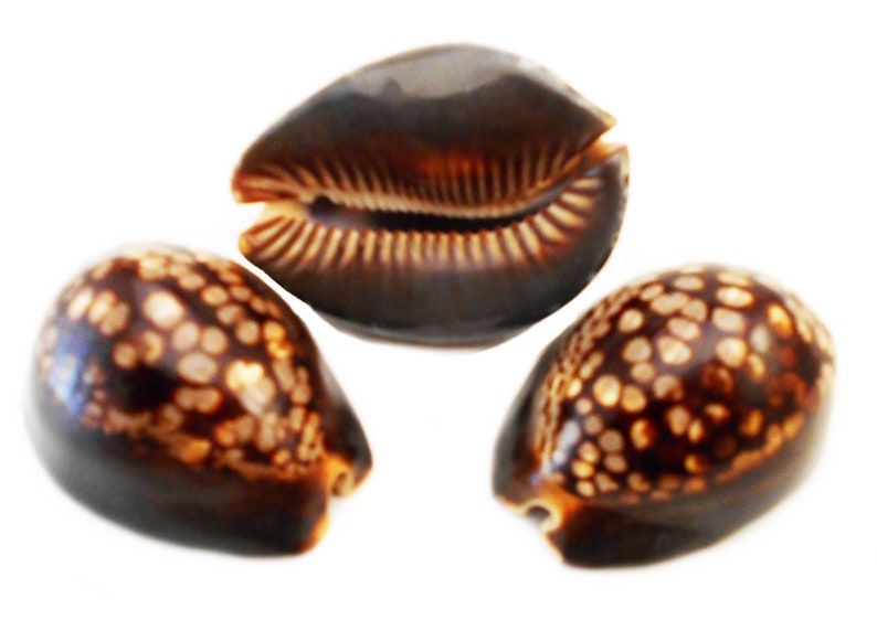 Beautiful Large Humpback Cowrie Shell (cypraea Mauritiana) 2.5" - 3 ...