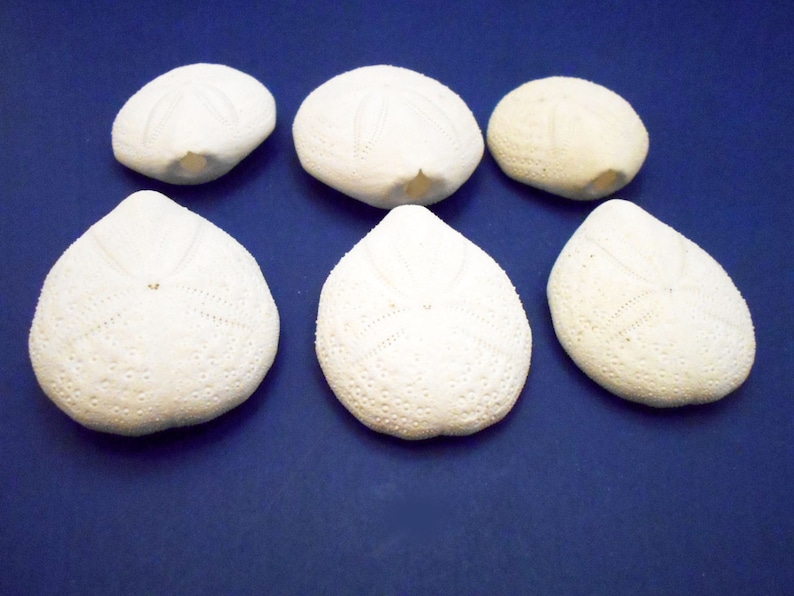 6 Beautiful White Puffer Sea Biscuits Shell Sand Dollar Beach | Etsy