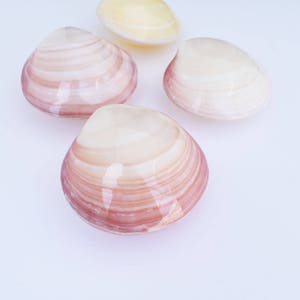 3 Polished Tiger Clam Pair Shells Seashell 3-4" (80-100mm) Coastal ...