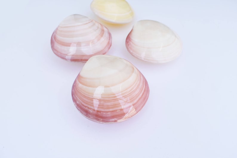 3 Polished Tiger Clam Pair Shells Seashell 3-4" (80-100mm) Coastal ...