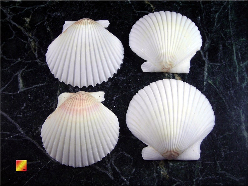 Set of 100 White Florida Scallop Shells (about 2") Seashells for Beach ...