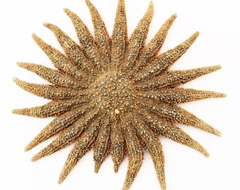 Spiny Sunstar 6 - 8" Sunflower Starfish Ocean Beach Decor Multileg ...