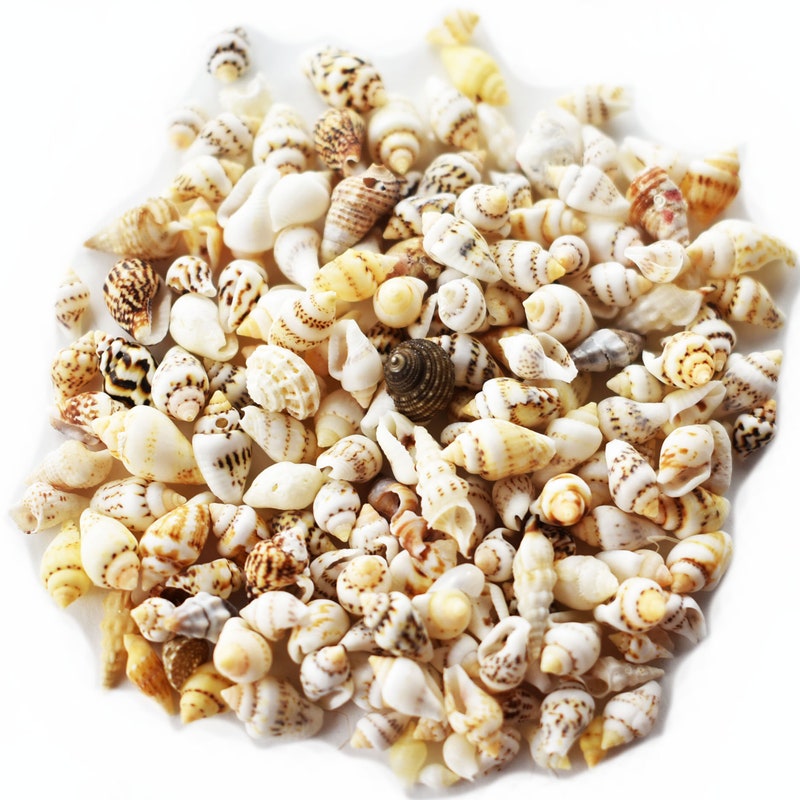 Mini Sea Shells - Etsy