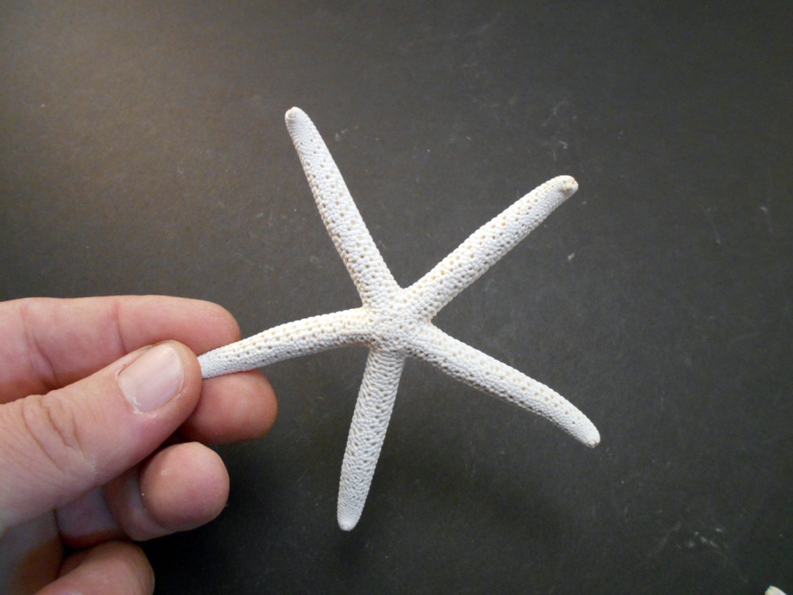 Set of 24 White Finger Starfish 4 5 Beach - Etsy
