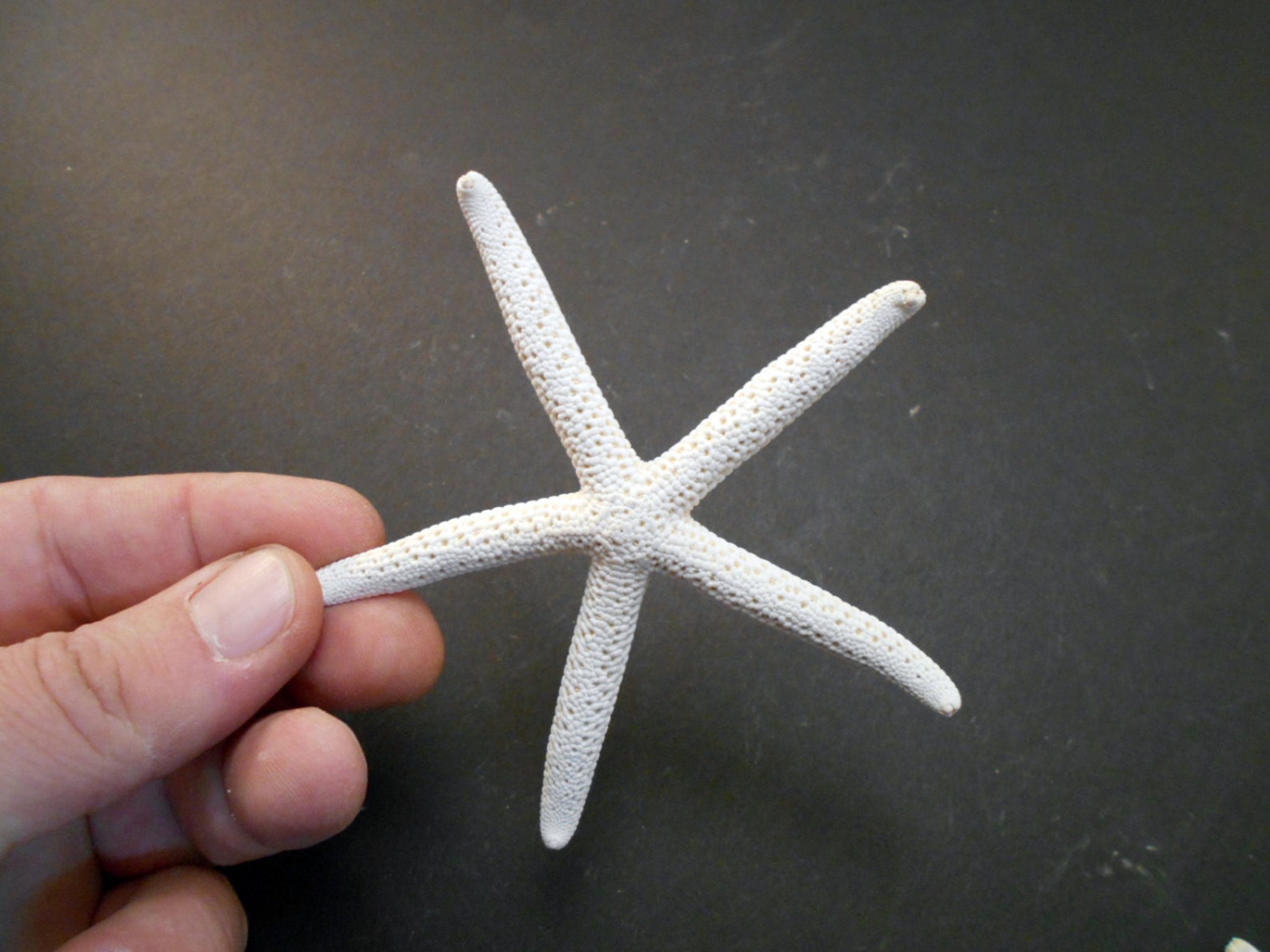 Set of 24 White Finger Starfish 4 5 Beach - Etsy
