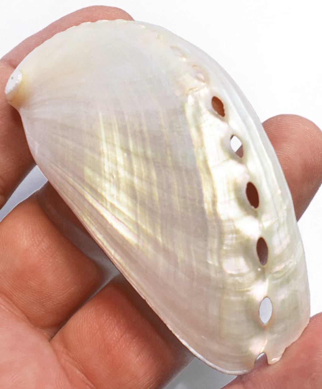 Set of 6 Large Pearl Abalone Shells 3" + (haliotis Asinina) Beach ...