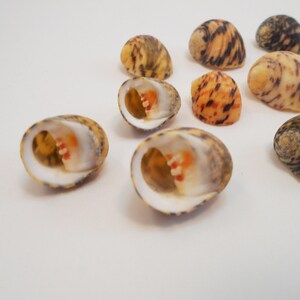 100 small Bleeding Tooth Shells Seashells 1/2 | Etsy