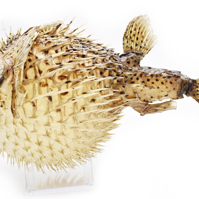 Puffer fish - Etsy
