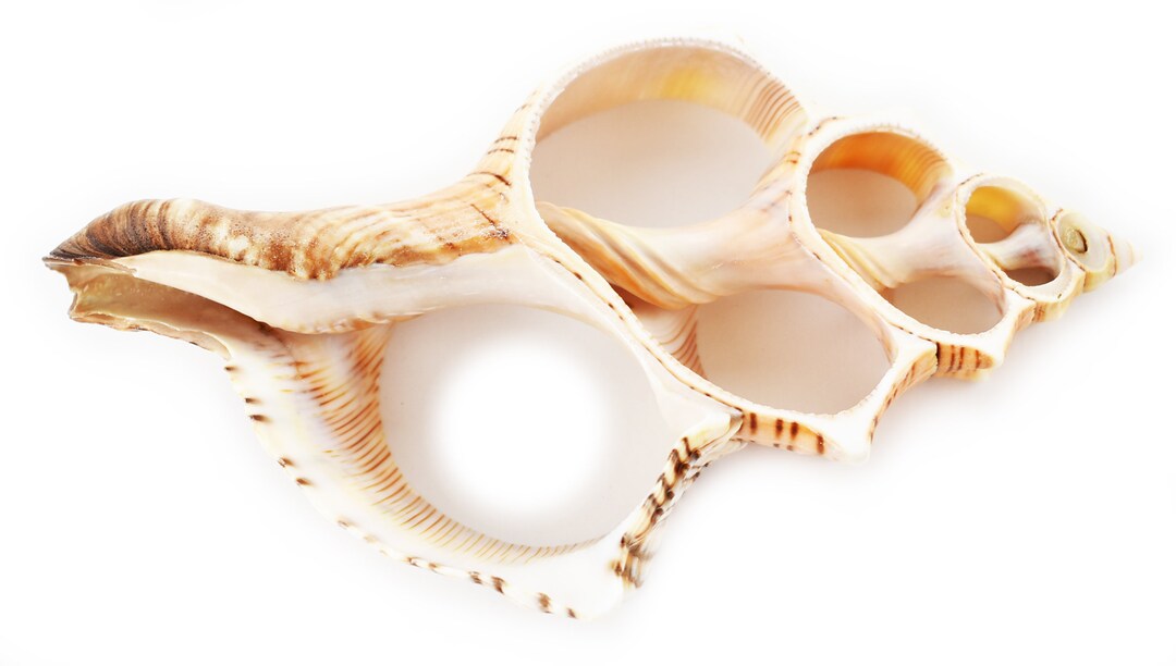 1 (one) Large Center Cut Fox Conch (4-5") Shells Seashells Beach Crafts ...