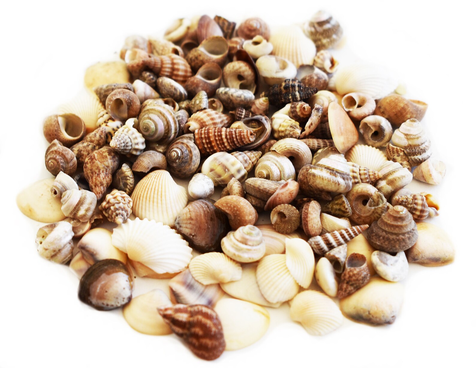 4 Oz (about 400) Extra Tiny Indian Ocean Shell Mix 1/4" - 1/2" Size ...