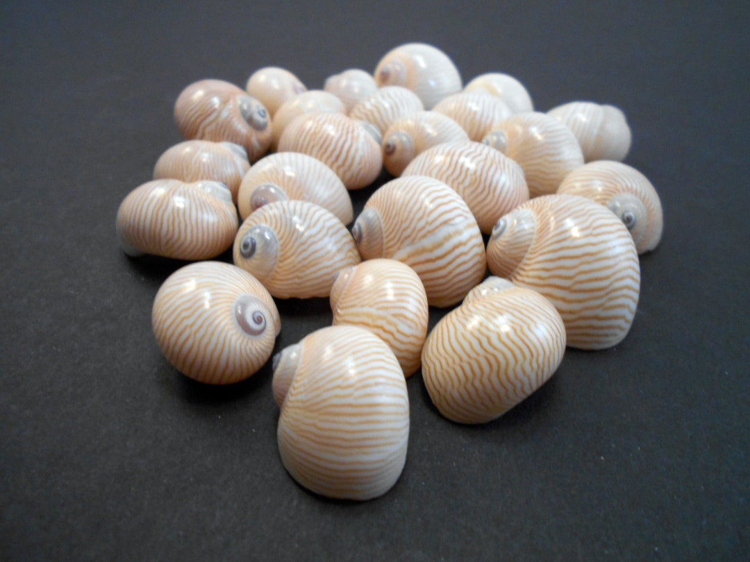 50 Small Nautica Lineata Shells 3/4"-1" (20-25mm) Hermit Crabs Kids ...