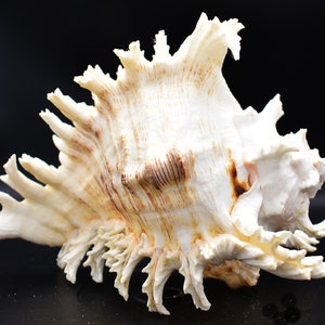Giant Murex Ramosus Shell (9" X 6" X 5.5") Collectors Seashell One of a ...