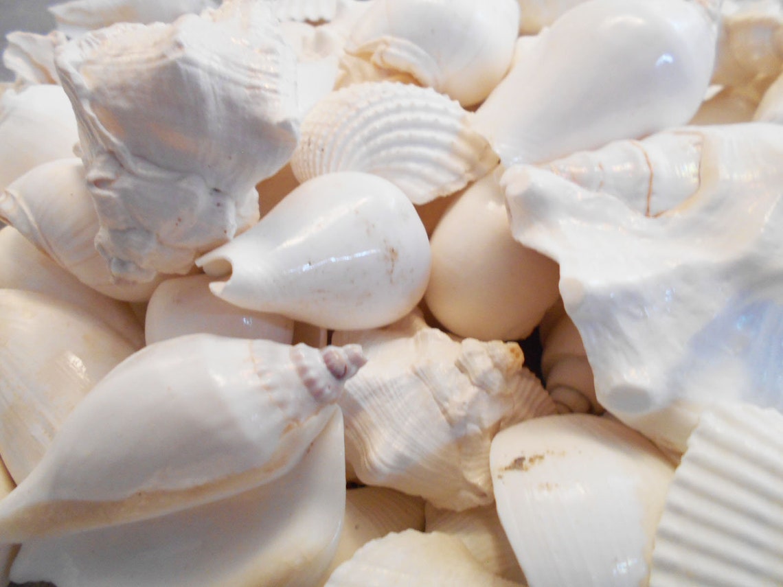 4 Lbs of Large White Seashells gallon / 100 Pcs Vase - Etsy
