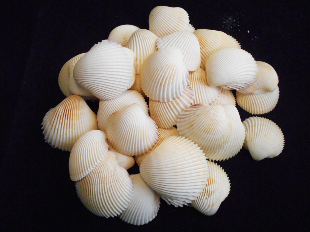 50 Rose Cockle Shells, Seashells for Crafts, Jewelry, Wedding Favors ...