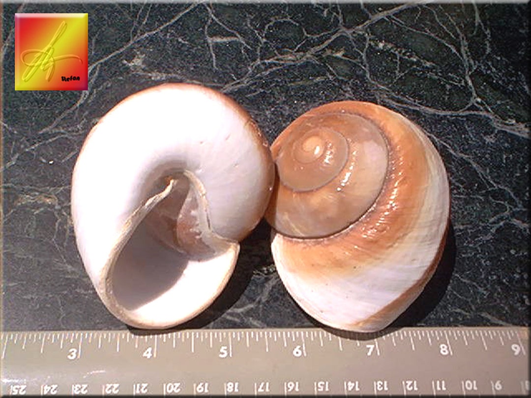 12-pack: Genuine Large Muffin Snail Shell (about 3") for Coastal Crafts ...