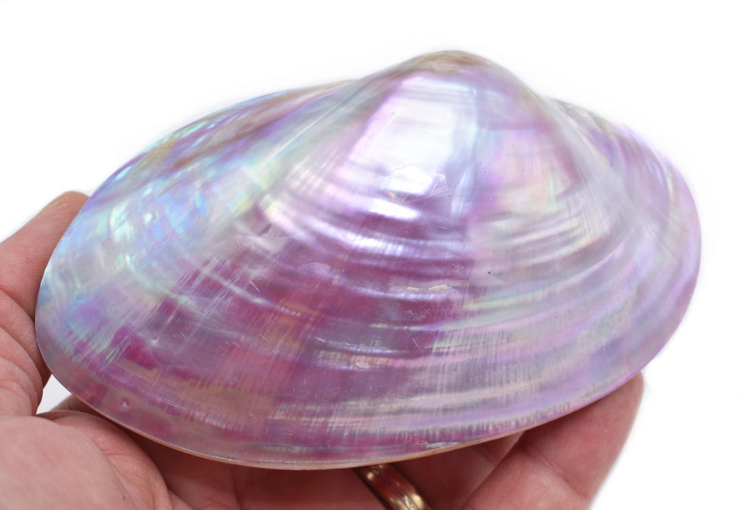 Dyed Purple Clam Shell (whole Shell) 3-4" Polished Seashell Beach Decor ...