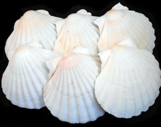 6 Extra Large Real Irish Baking Scallop Shells (4 1/2"- 4 7/8 ...