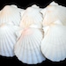 Set of 12 Large Irish Flat Scallops Shells Seashells 4 Crafts Beach Cottage - Etsy