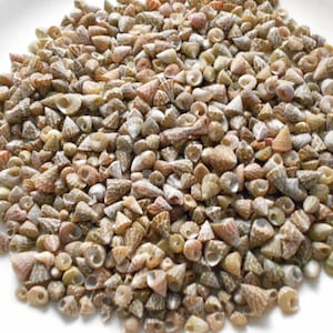 1/4 Lb (1 Cup - About 800 Shells) Natural Top Shells Mini Shells 1/4 ...