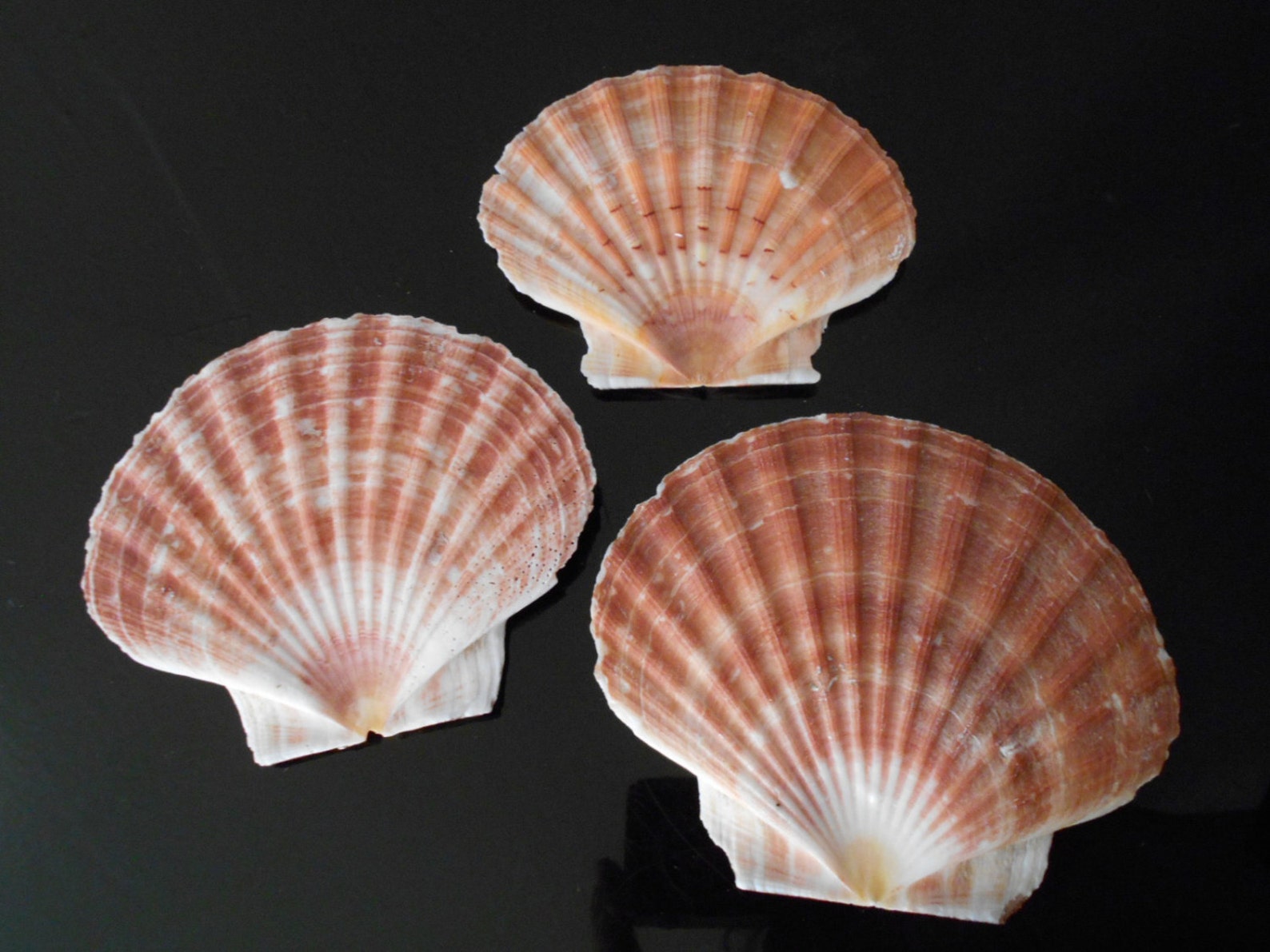 One 1 Large Irish Flat Scallop Shells Seashells 4 - Etsy
