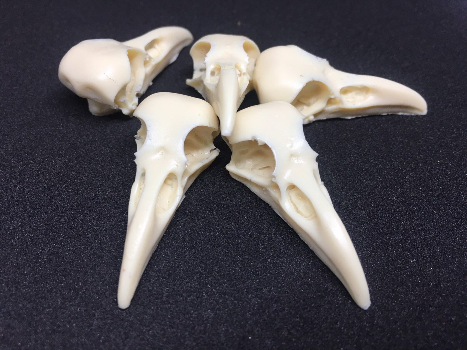 Crow Skull - Etsy