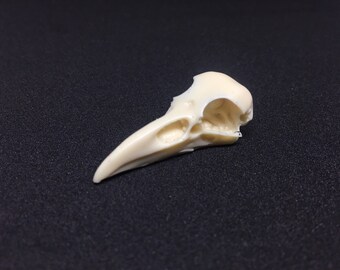 Crow Skull - Etsy